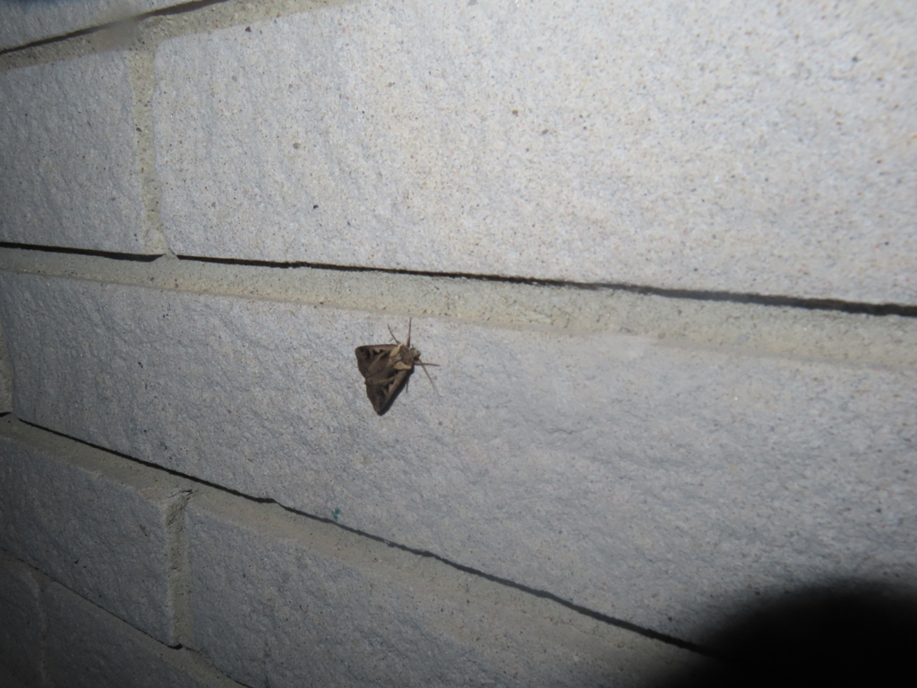 Feltia from My home on August 16, 2024 at 10:03 PM by Logan Mcquitty ...