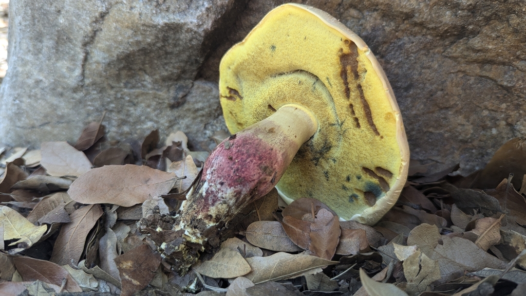 Bitter Boletes in August 2024 by Michelle C. Torres-Grant. growing ...