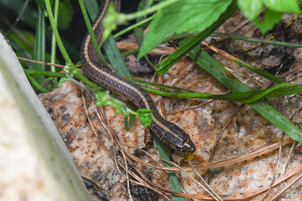 Slender Racer from 烟台昆嵛山国家森林公园, 烟台市, 山东省, CN on August 16, 2024 at 07: ...