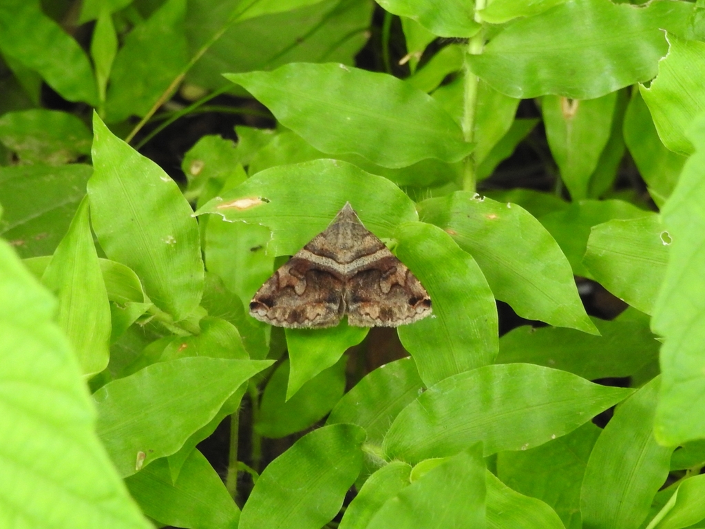 Panula inconstans from San Ignacio, Sinaloa, Mexico on August 11, 2024 ...