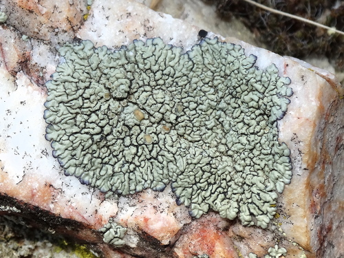 Lecanora sierrae · iNaturalist
