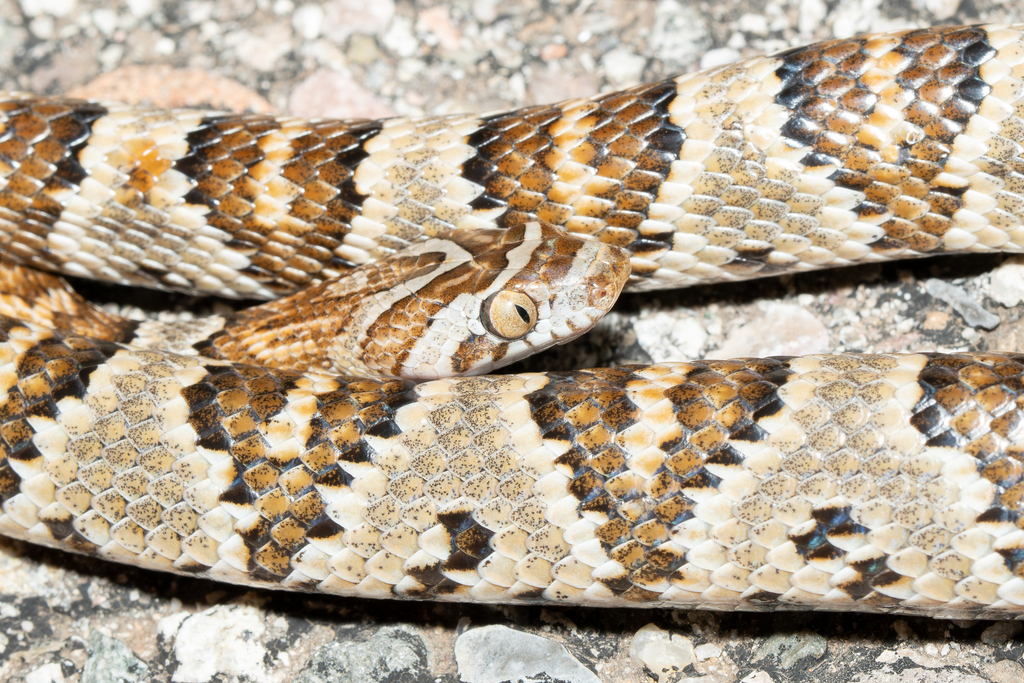 Sonoran Lyre Snake in August 2024 by Jake Smith · iNaturalist