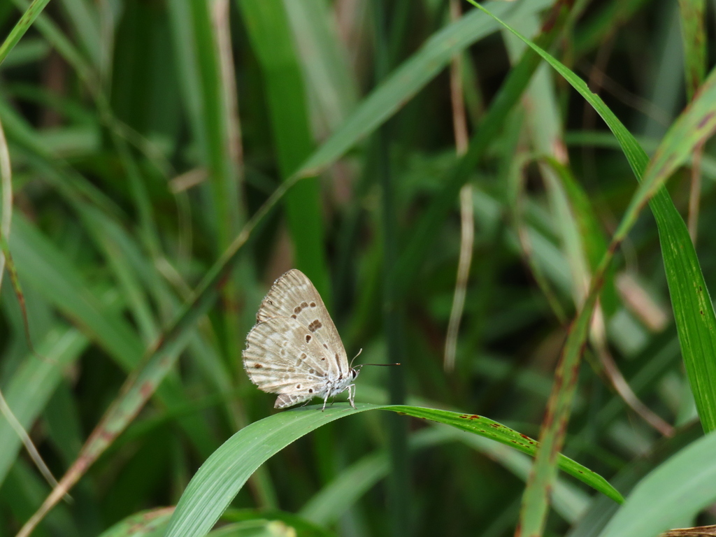 Niphanda fusca in August 2024 by Vito Tam · iNaturalist