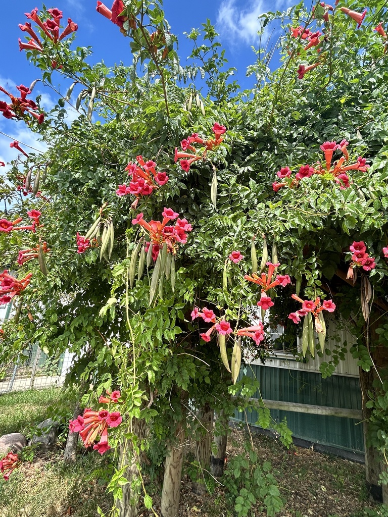 American trumpet vine from Ann Arbor Saline Rd, Ann Arbor, MI, US on ...