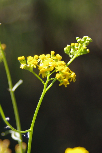 Linear-leaved Australian Fireweed (Variety Senecio linearifolius ...