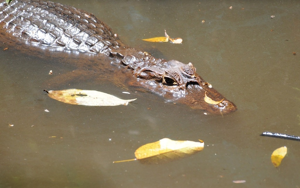 Spectacled Caiman from El Valle de Antón, Provincia de Coclé, Panamá on ...