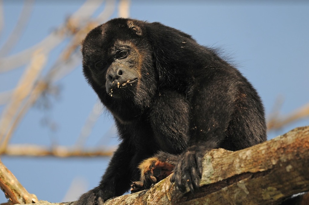 Mantled Howler Monkey from El Valle de Antón, Provincia de Coclé ...