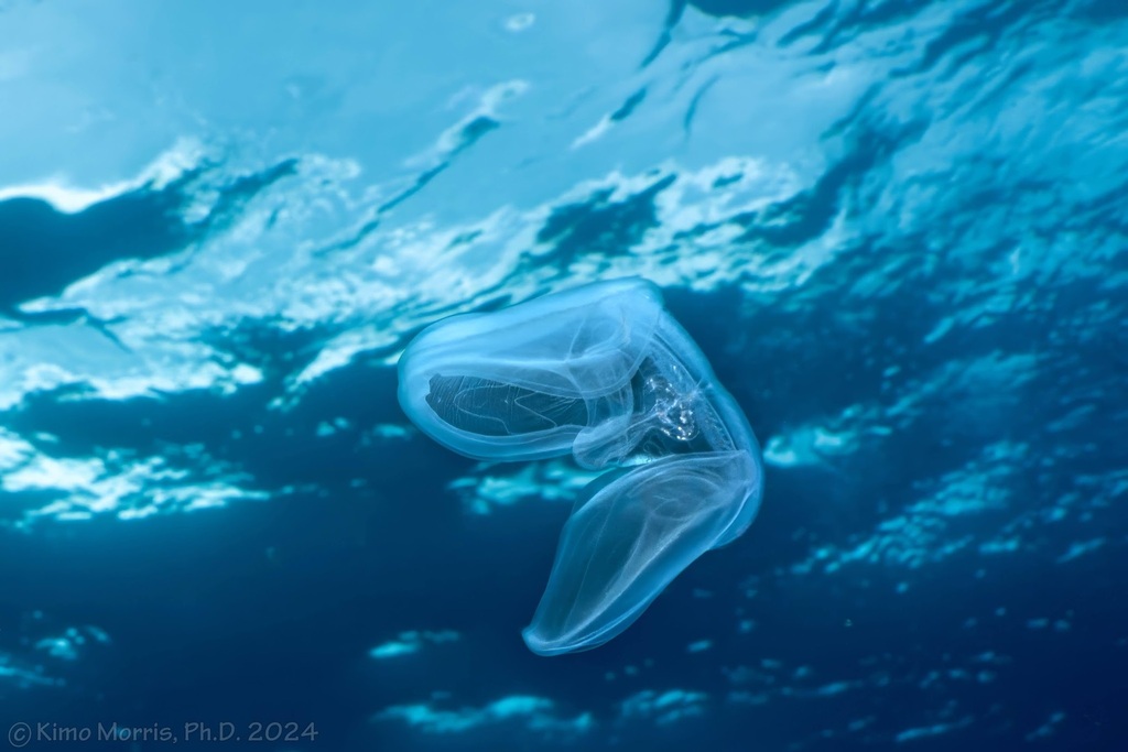 Winged Comb Jellies from Isla del Coco (Cocos Island), CR-PU-PU, CR-PU ...