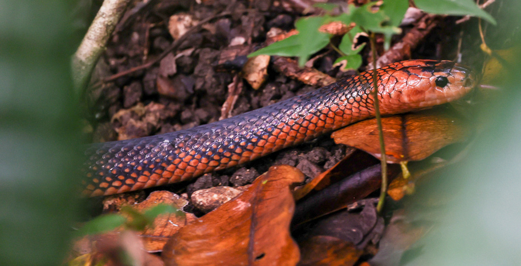 Batjan Frog-eating Snake from East Halmahera Regency, North Maluku ...