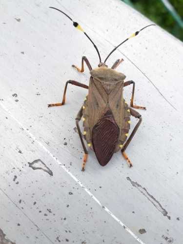 Pachylis furvus · iNaturalist