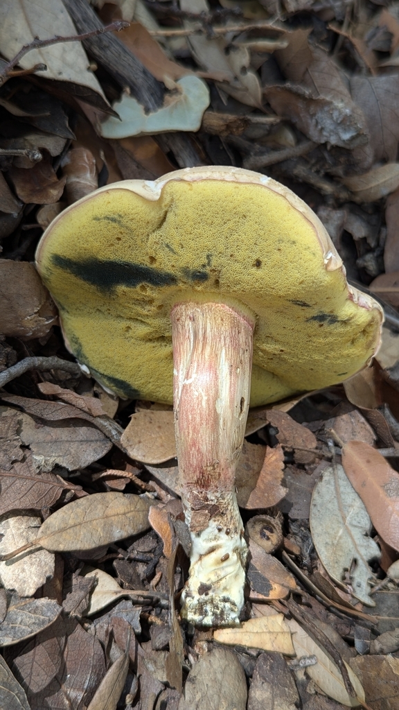 Bitter Boletes in August 2024 by Michelle C. Torres-Grant. growing ...