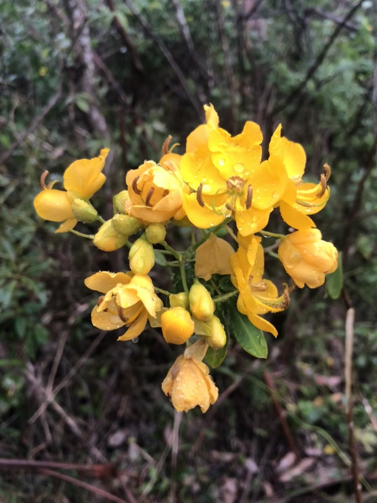 Arsenic Bush from Wyrrabalong National Park, Forresters Beach, NSW, AU ...