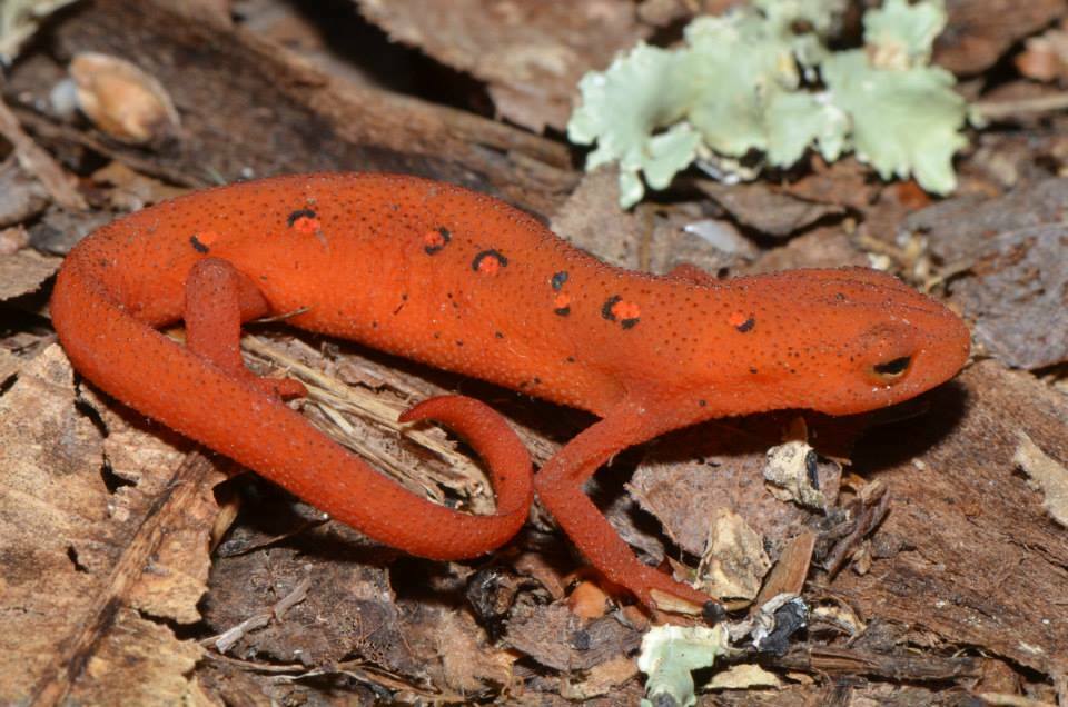 Red-spotted Newt from Grandfather Mountain State Park, 9872 Highway 105 ...