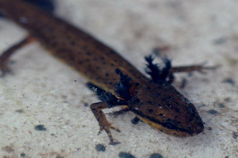 Peninsula Newt from Palm Beach County, FL, USA on April 22, 2015 at 05: ...