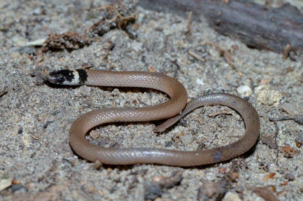 Southeastern Crowned Snake from Wayne County, GA, USA on April 11, 2016 ...