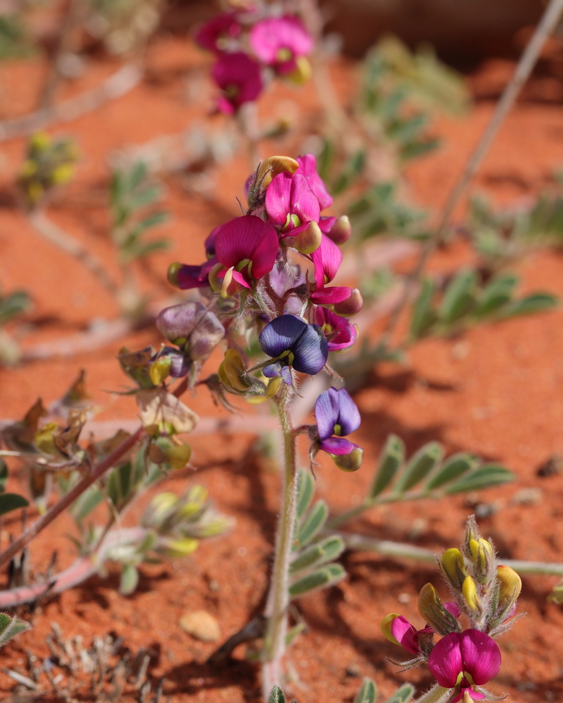 Hoary Darling Pea from Lake Mackay NT 0872, Australia on August 3, 2024 ...