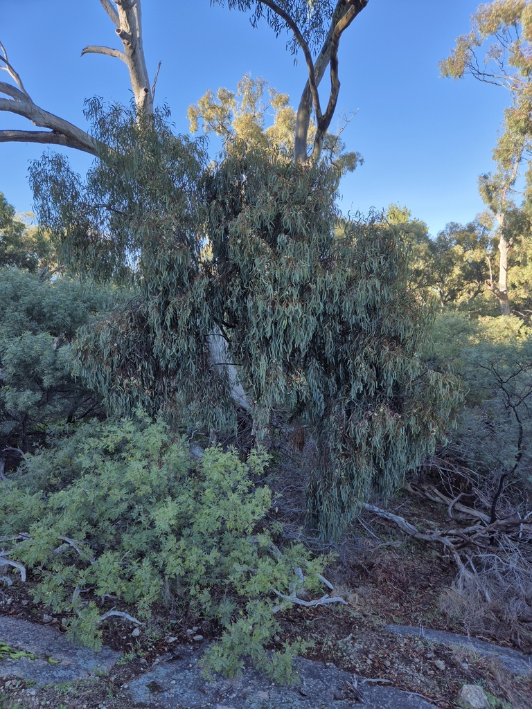eucalyptus from Mitiamo VIC 3573, Australia on August 18, 2024 at 08:51 ...