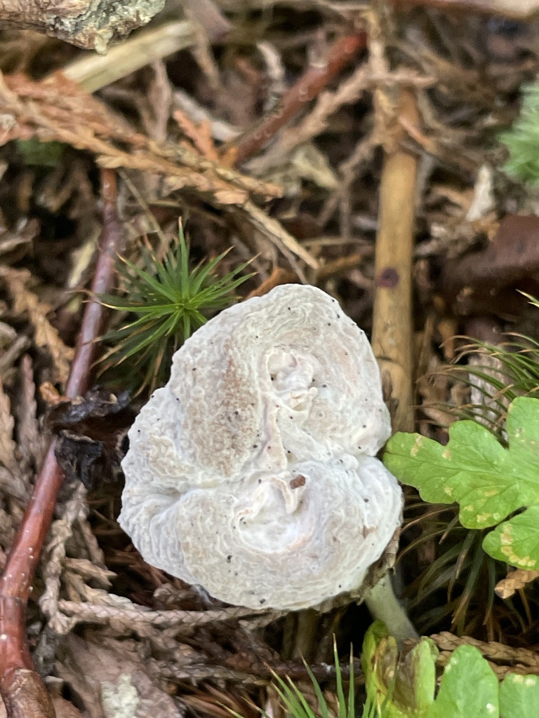 Aborted entoloma from Hampden County, US-MA, US on August 17, 2024 at ...