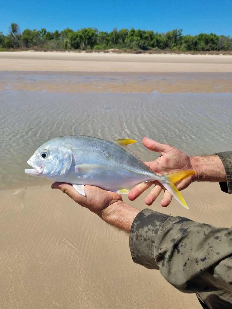 Brassy Trevally from 5QWJH6XV+P5 Garig Gunak Barlu National Park ...