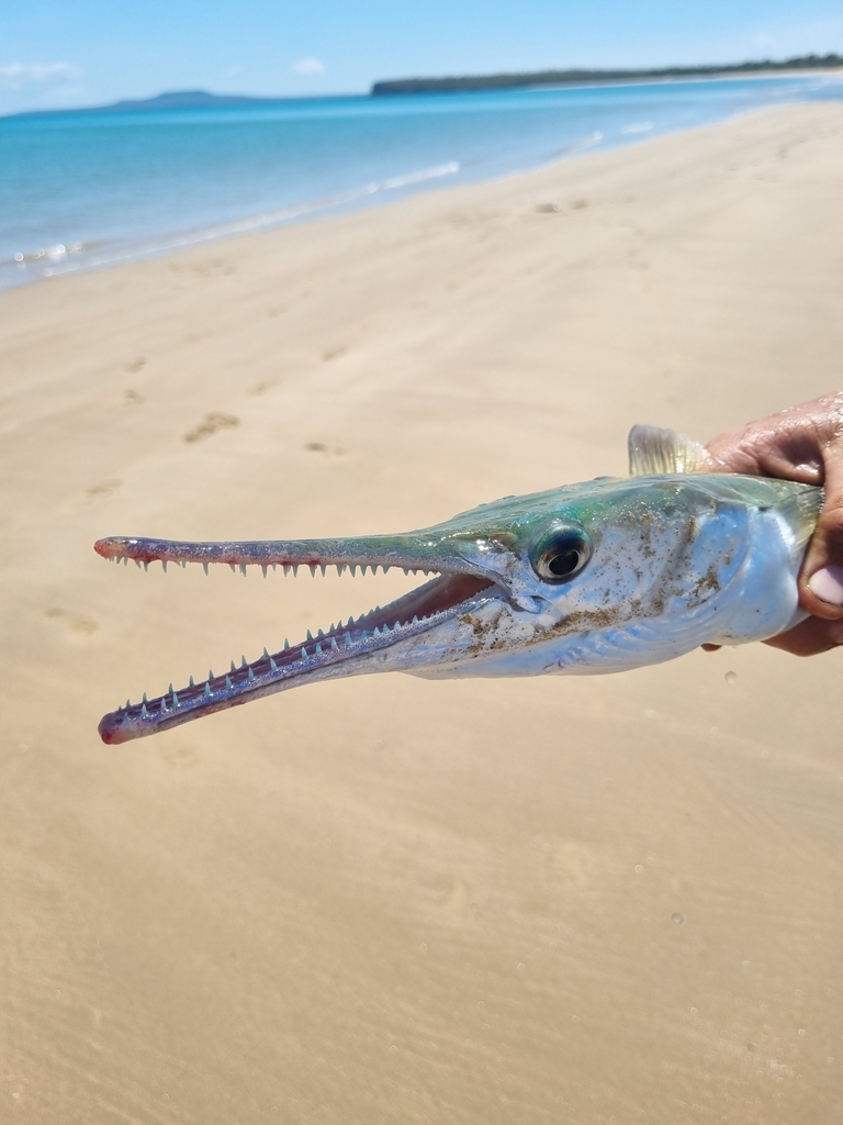 Houndfish from 5QWJH6XV+P5 Garig Gunak Barlu National Park (Cobourg ...