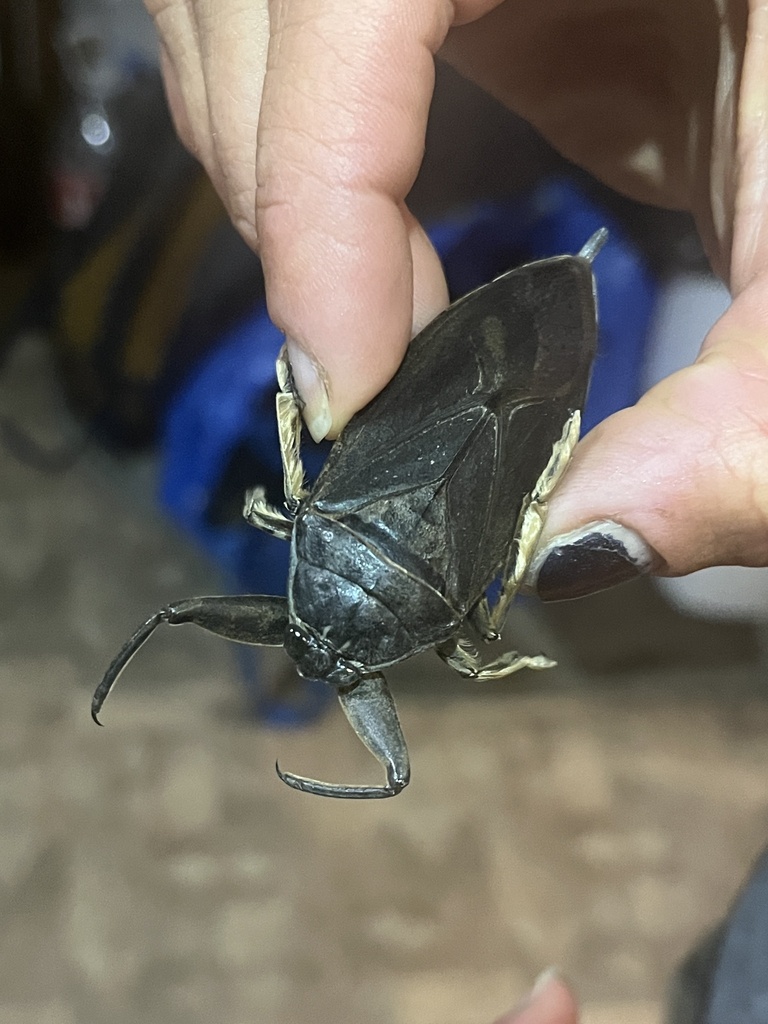 American Giant Water Bug from Devils Postpile National Monument ...