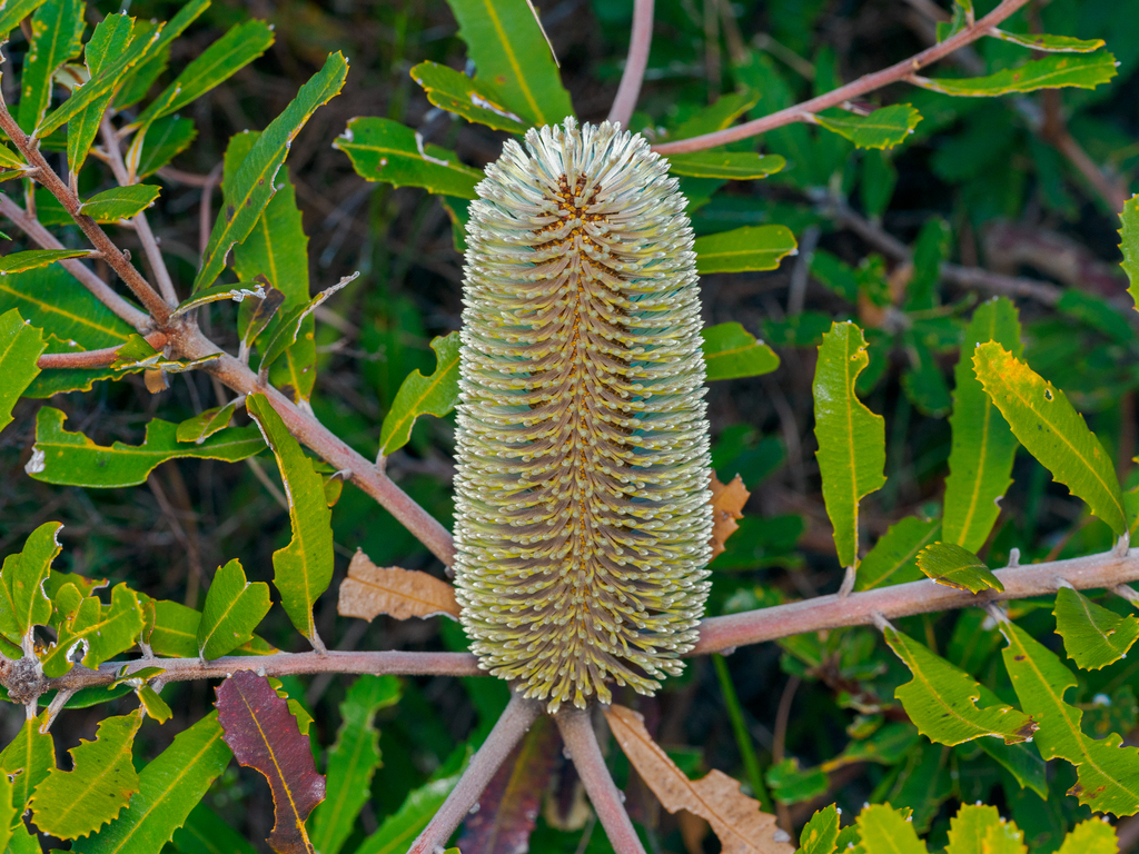 Rusty Banksia from Red Rock NSW 2456, Australia on August 18, 2024 at ...