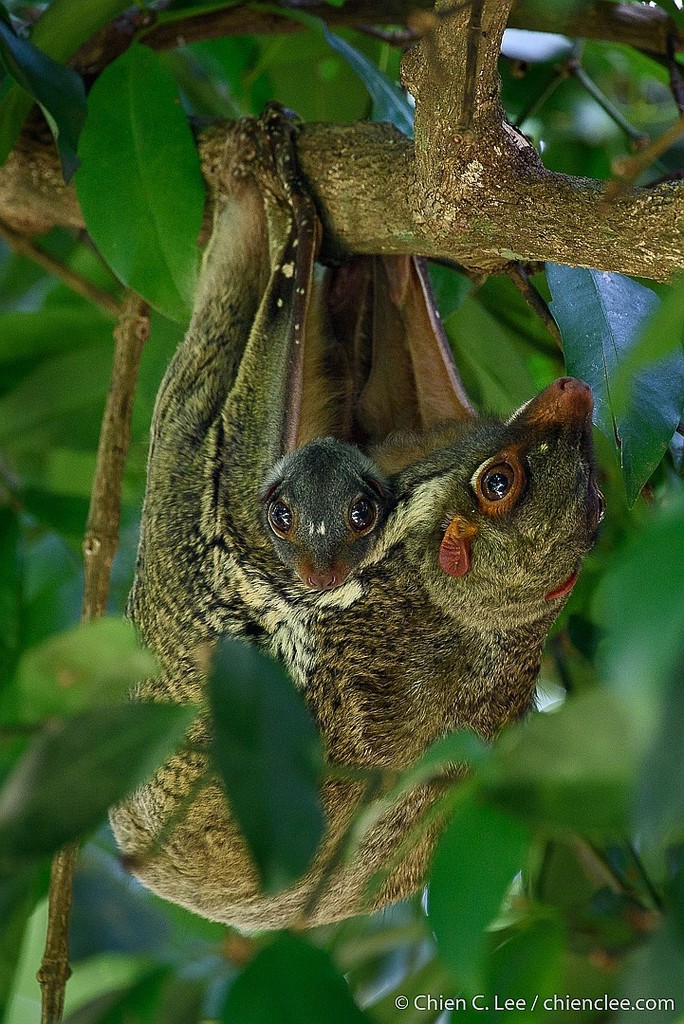 Sunda Colugo from Bako, Kuching, Sarawak, Malaysia on January 16, 2017 ...