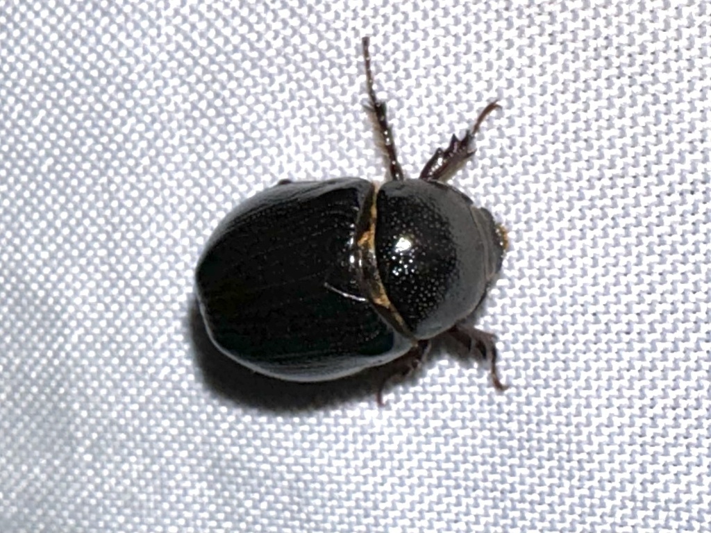 Ligyrus from Calle 8, Caucel, Yuc., MX on August 17, 2024 at 08:01 PM ...