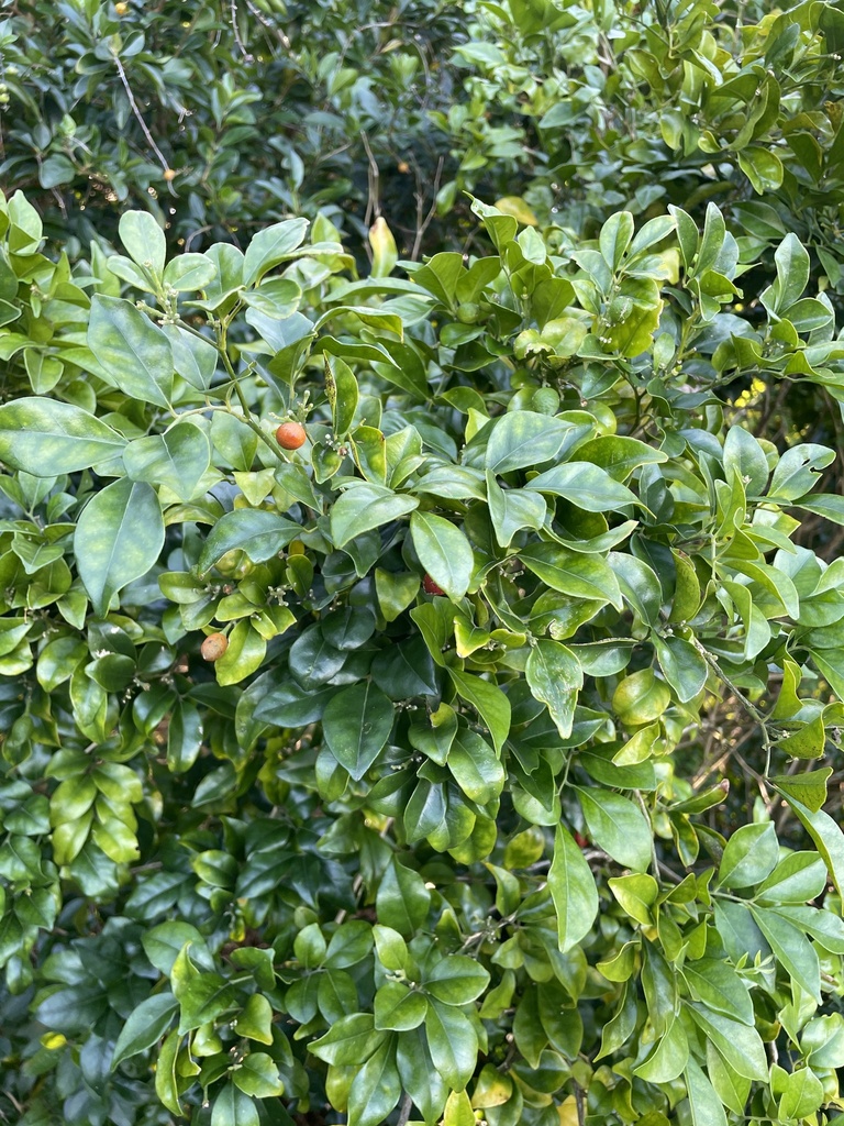 Orange Jasmine From Sunrise Pl Blacks Beach Qld Au On August 18 2024 At 0402 Pm By Rhys