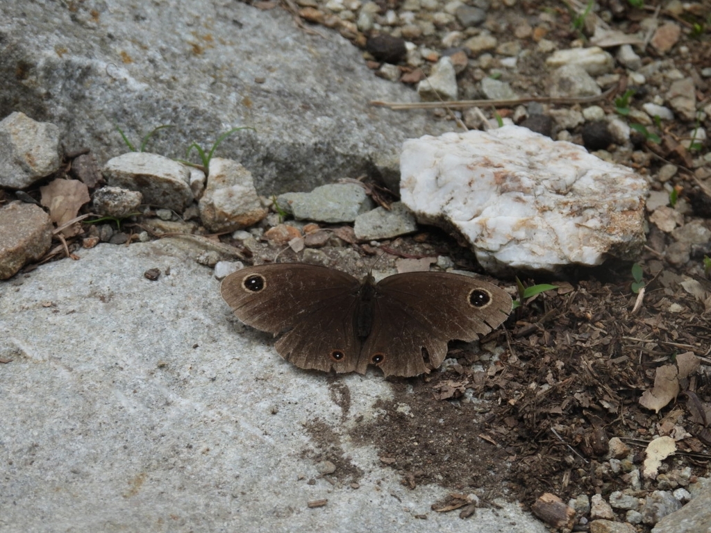 Himalayan Arguses from 9CVX+8MR, Kuttha, Sunar Gaon, Uttarakhand 248009 ...