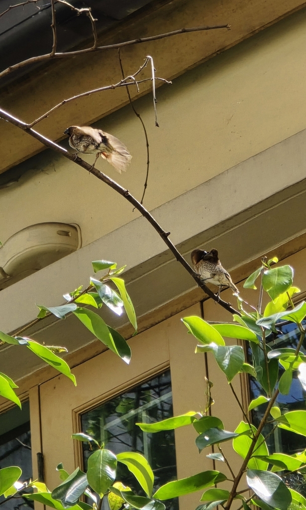 Scaly-breasted Munia from Bang Bon Nuea, Bang Bon, Bangkok 10150 ...