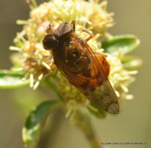 Copestylum melleum · iNaturalist