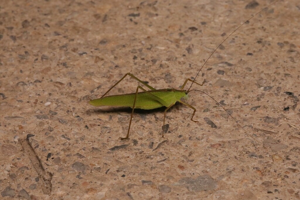 Elimaea from 中国北京市海淀区大觉寺路9号 邮政编码: 100095 on July 10, 2024 at 11:05 PM ...