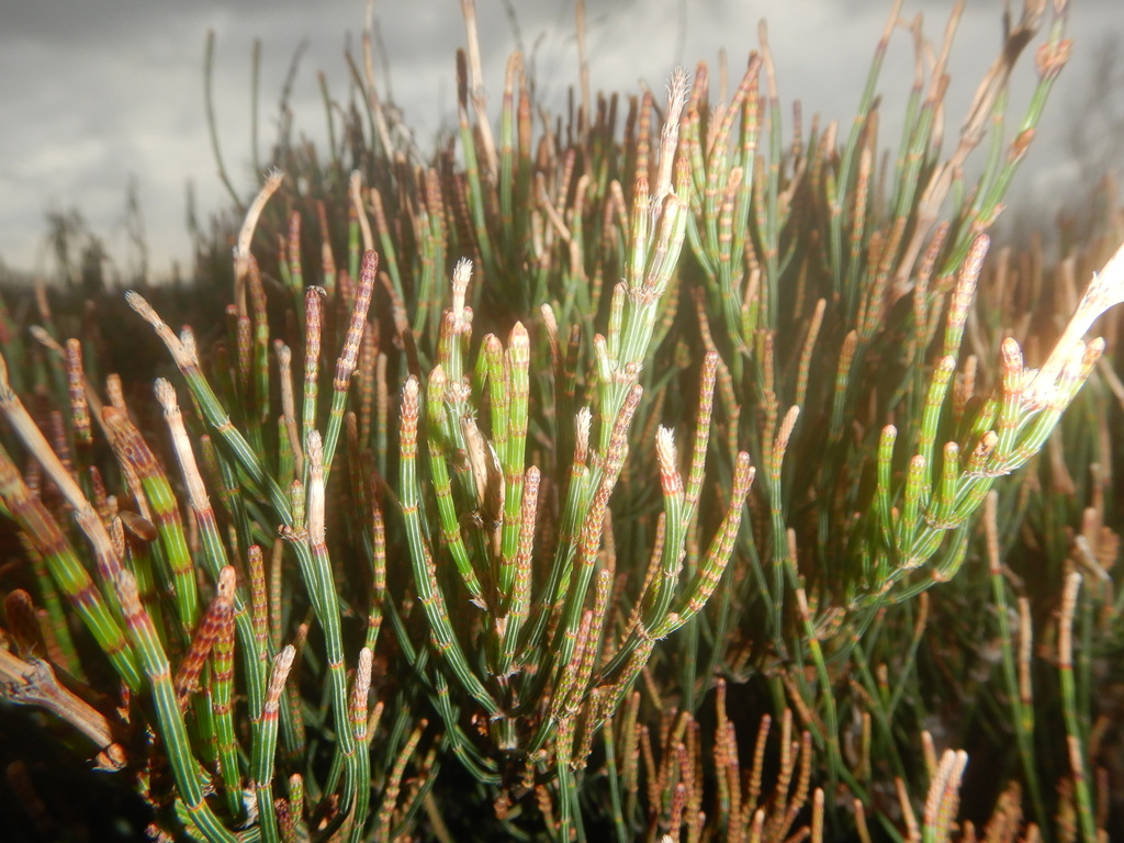Scrub Sheoak from Croajingolong National Park, Tamboon, VIC, AU on ...