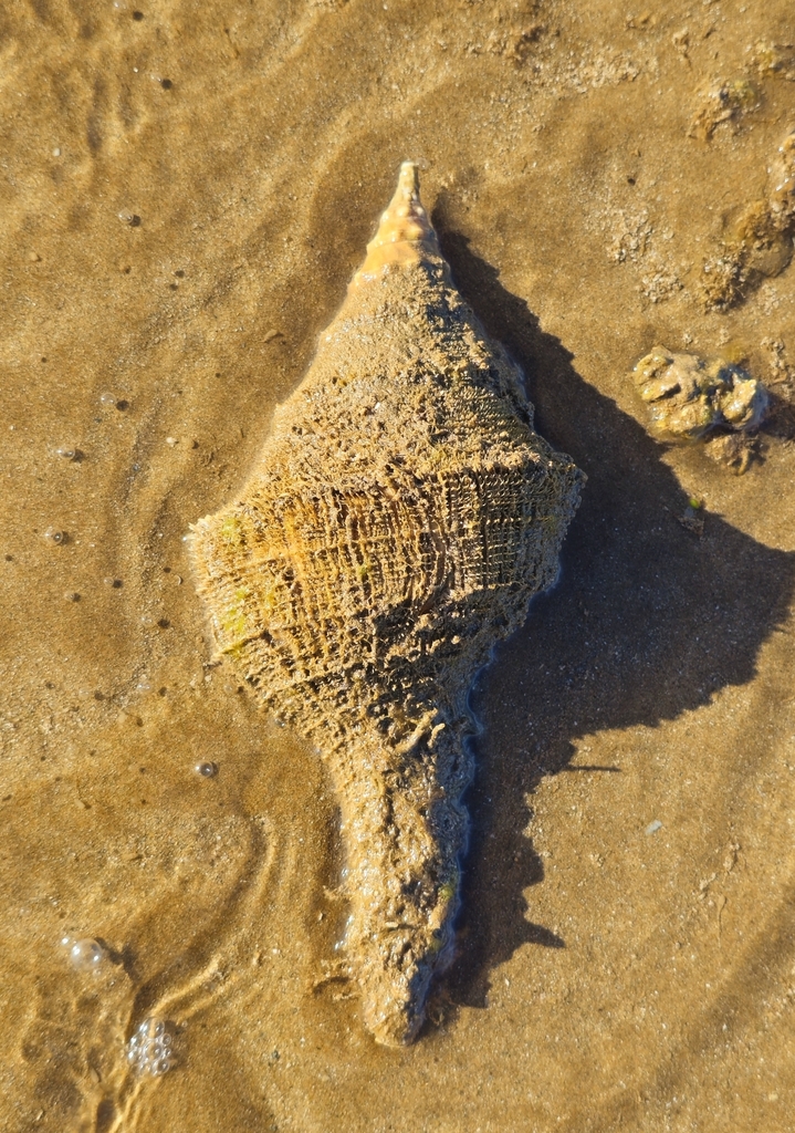 Australian Trumpet from Port Hedland WA 6721, Australia on August 18 ...
