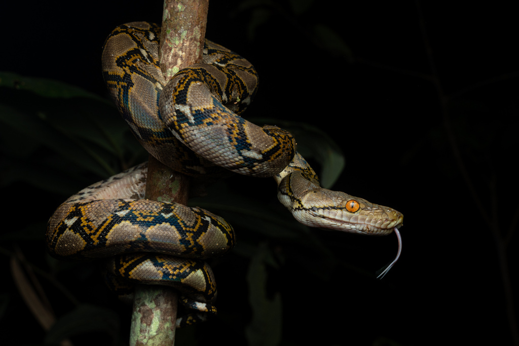 Reticulated Python from Singapore Island, Singapore, SG, SG on July 26 ...