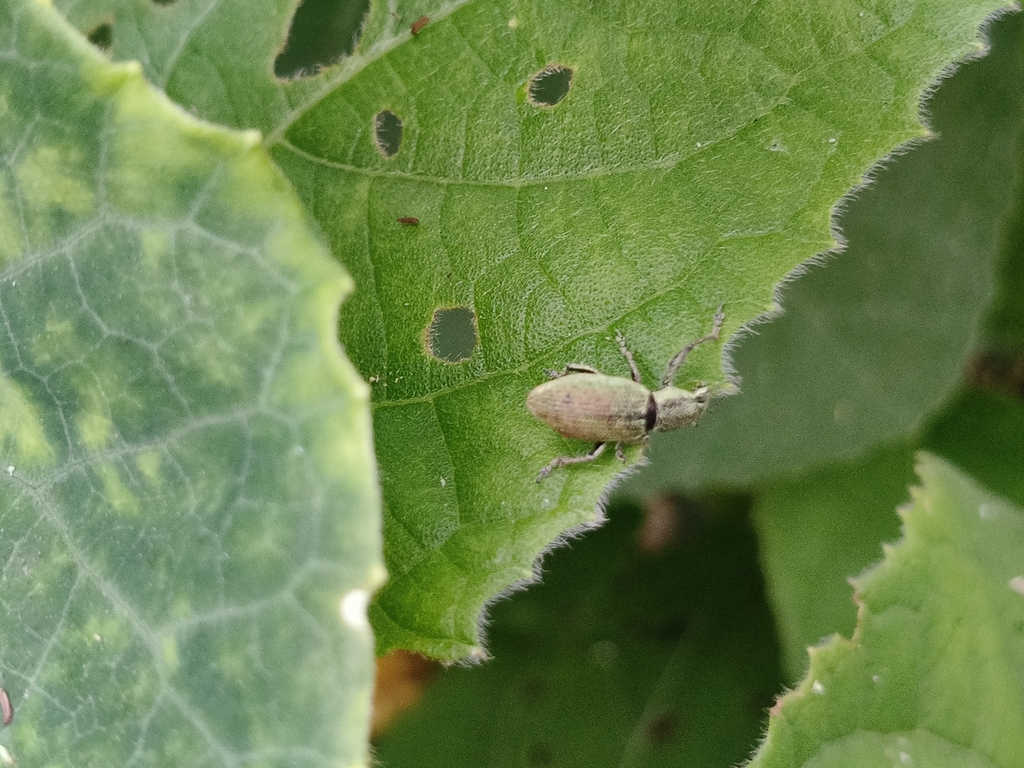 Tanymecini from Main choraha nanakmatta, Nanakmatta, Uttarakhand 262311 ...