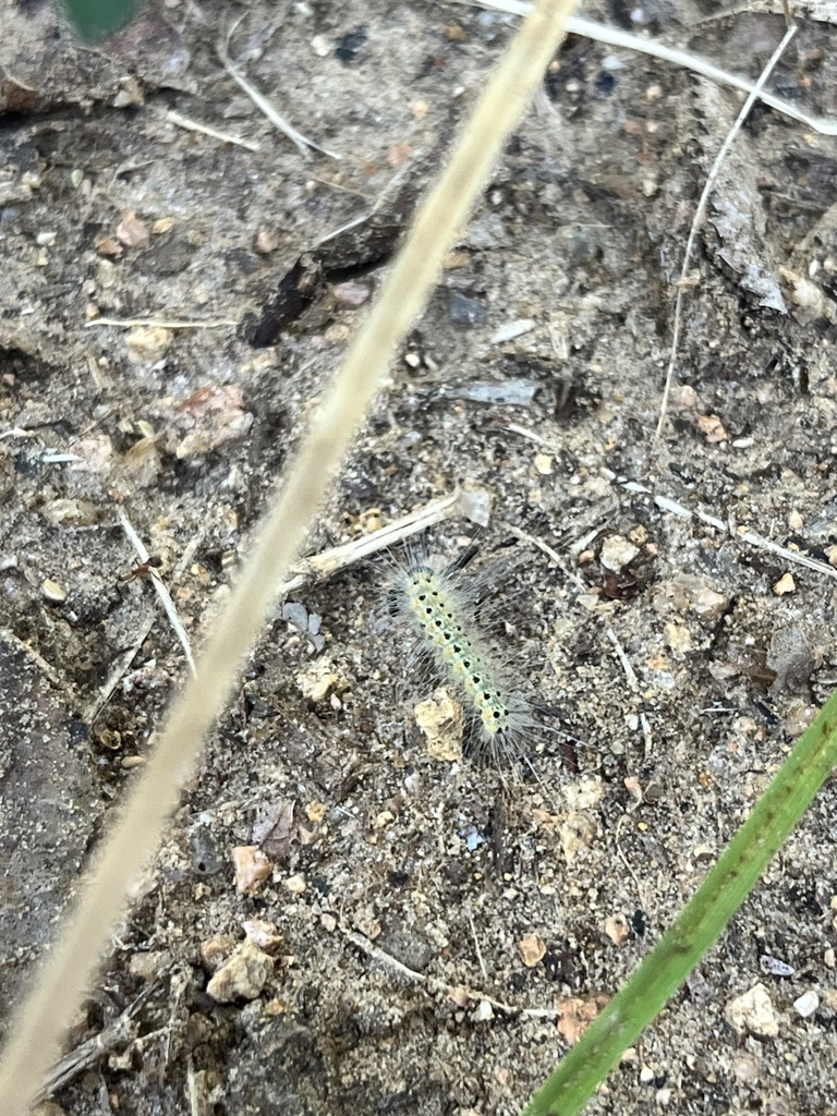 Fall Webworm Moth from Elmer W. Oliver Nature Park, Mansfield, TX, US ...
