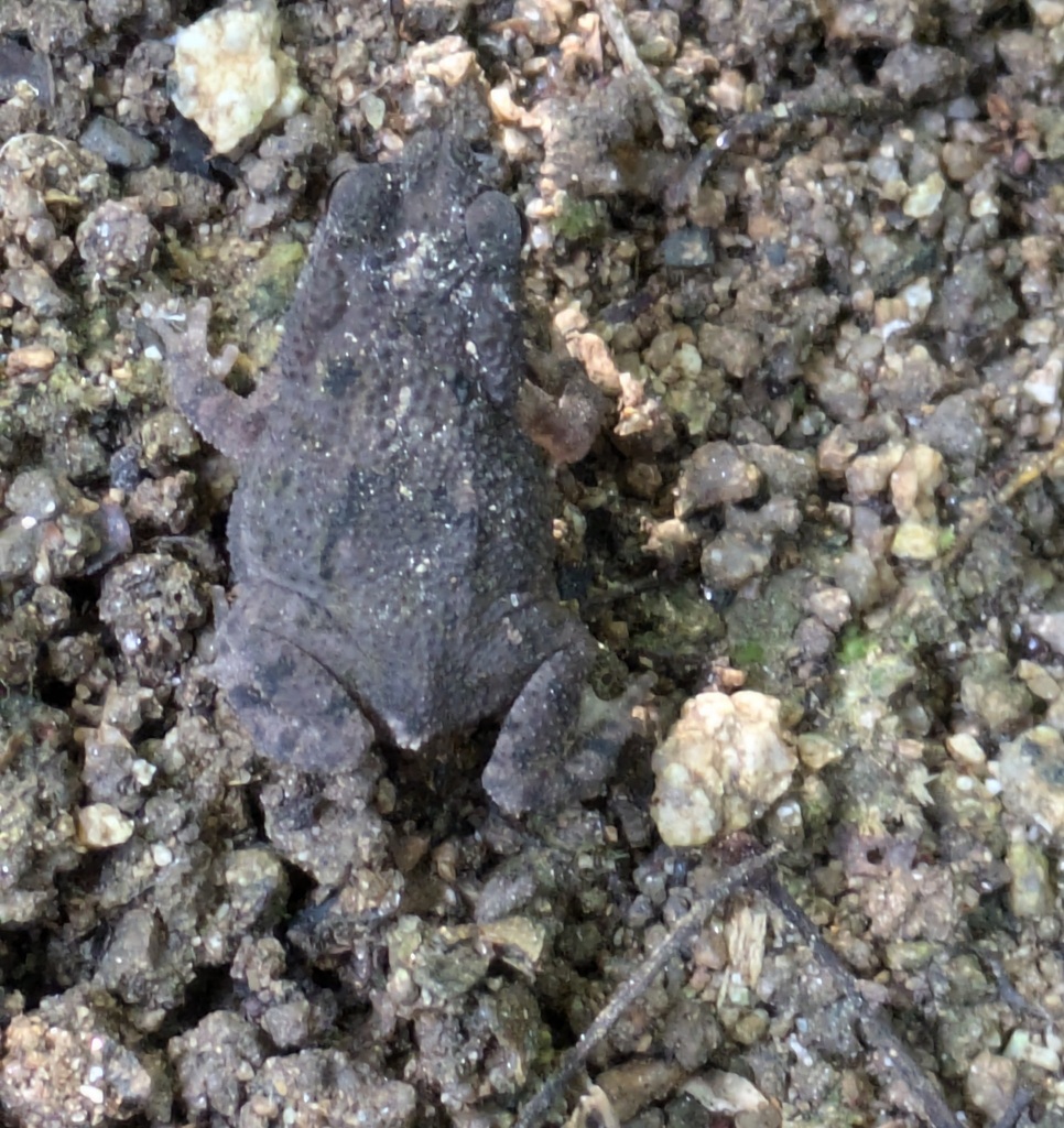 Rivero's Toad from Santa Marta, Magdalena, Colombia on August 10, 2024 ...