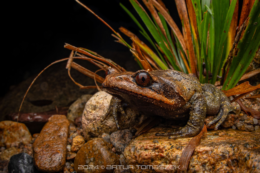Brachytarsophrys popei in August 2024 by Artur Tomaszek · iNaturalist