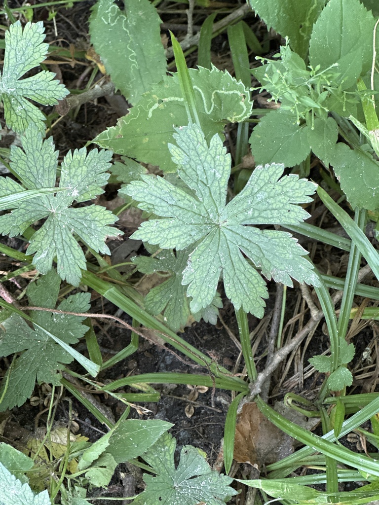 wild geranium from Rice Lake State Park, Owatonna, MN, US on August 18 ...