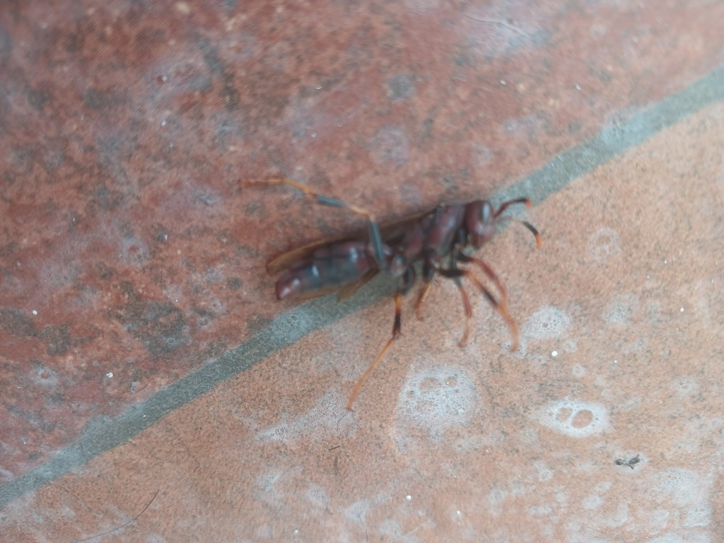 Red-headed Paper Wasp from 47C9+WGR, Provincia de Colón, Panamá on ...