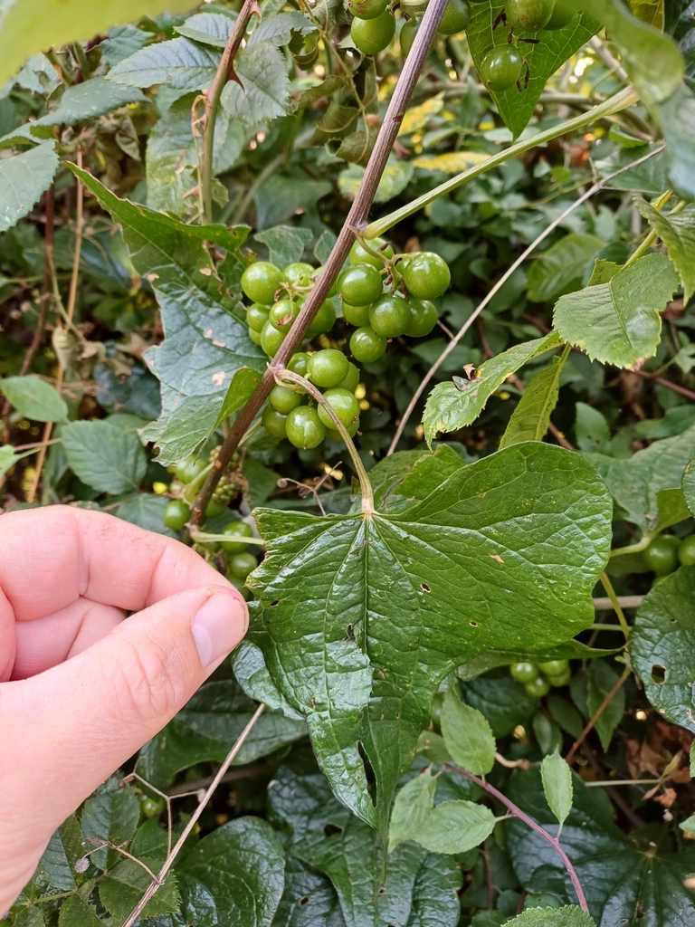 Black Bryony from Llansanffraid Glan Conwy, Colwyn Bay LL28 5TH, UK on ...