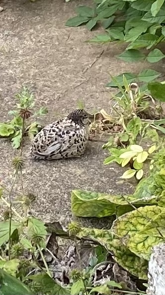 Domestic Quail from The Close, Birmingham, England, GB on August 18 ...