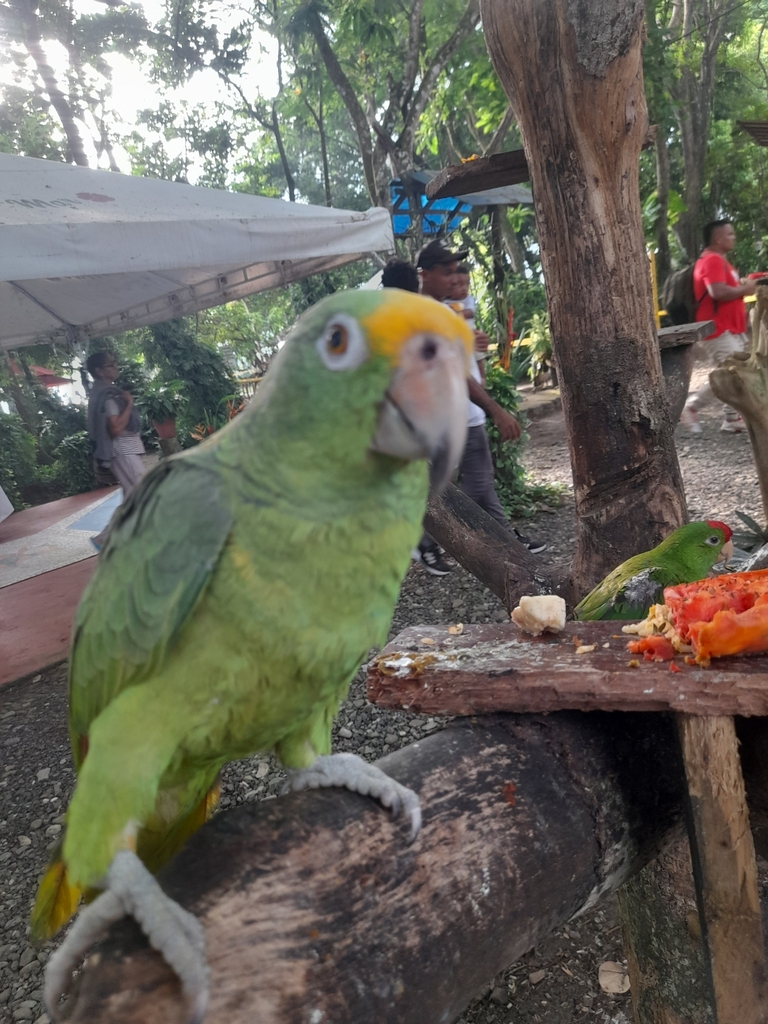 New World and African Parrots in August 2024 by Jairo Martinez ...