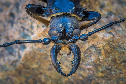 Genus Anthracocentrus · iNaturalist United Kingdom