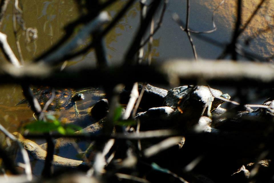 Yellow-blotched Map Turtle in October 2012 by Mike Rochford · iNaturalist