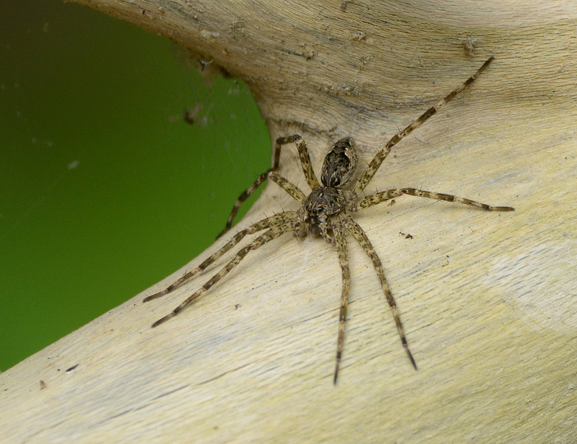 Dark Fishing Spider from 10430 OH-185, Covington, OH 45318, United ...