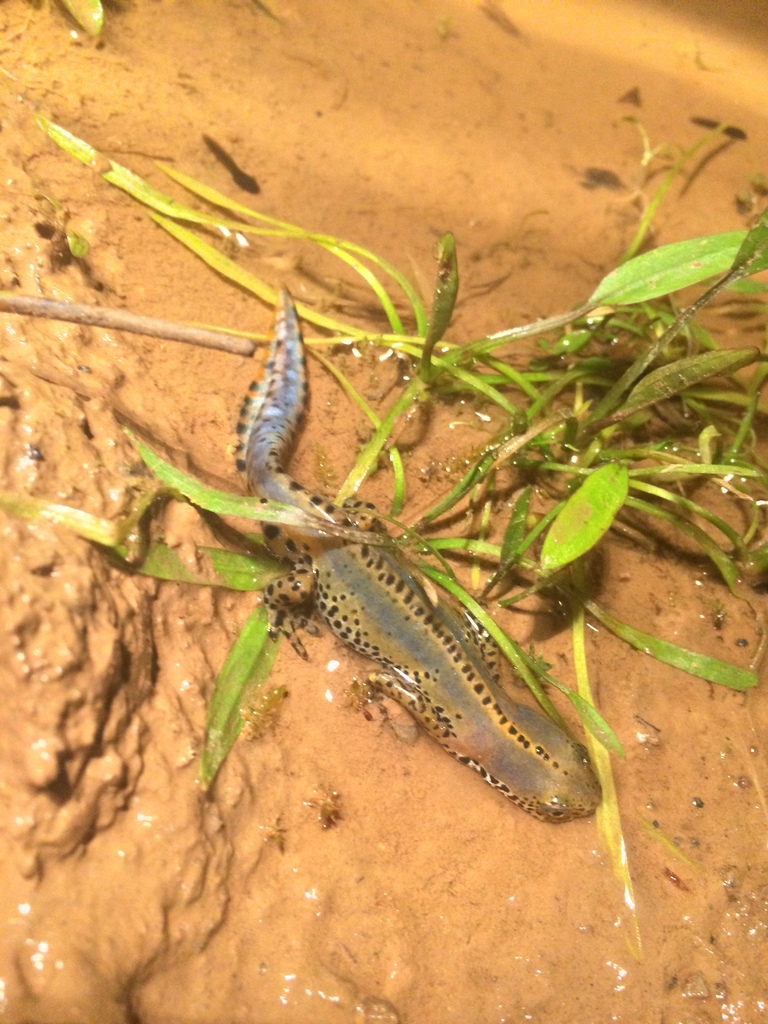 Italian Alpine Newt from TS16, Stockton-on-Tees, England, GB on April ...