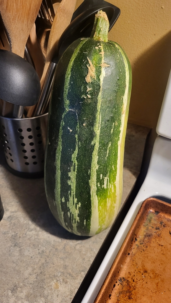 Something by Dan Casey · iNaturalist